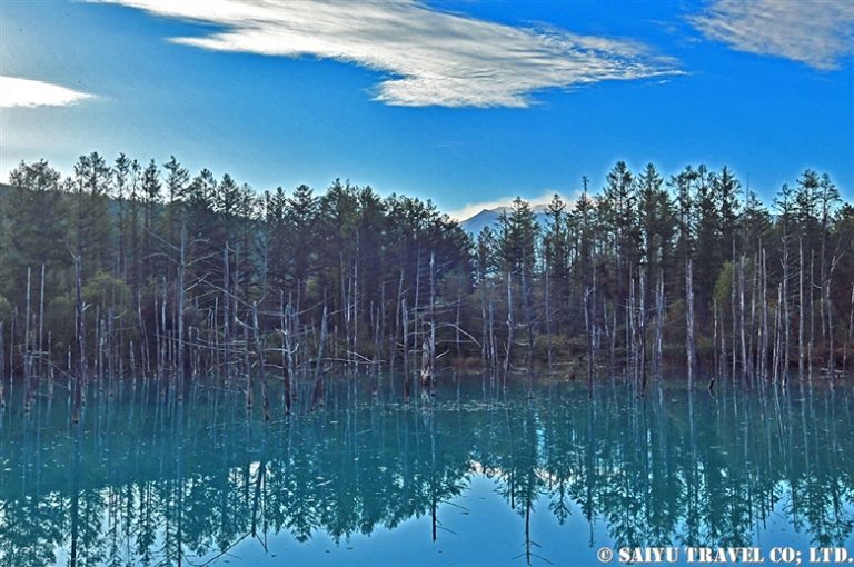 Japanese Pika - Wildlife of Japan｜Saiyu Travel