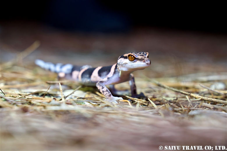 amphibian in japan - Wildlife of Japan｜Saiyu Travel