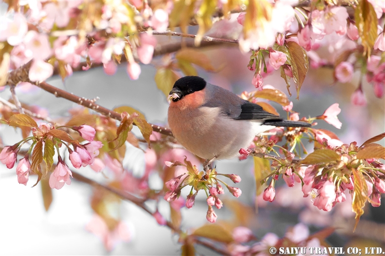 Bird photography in Hokkaido - Wildlife of Japan｜Saiyu Travel