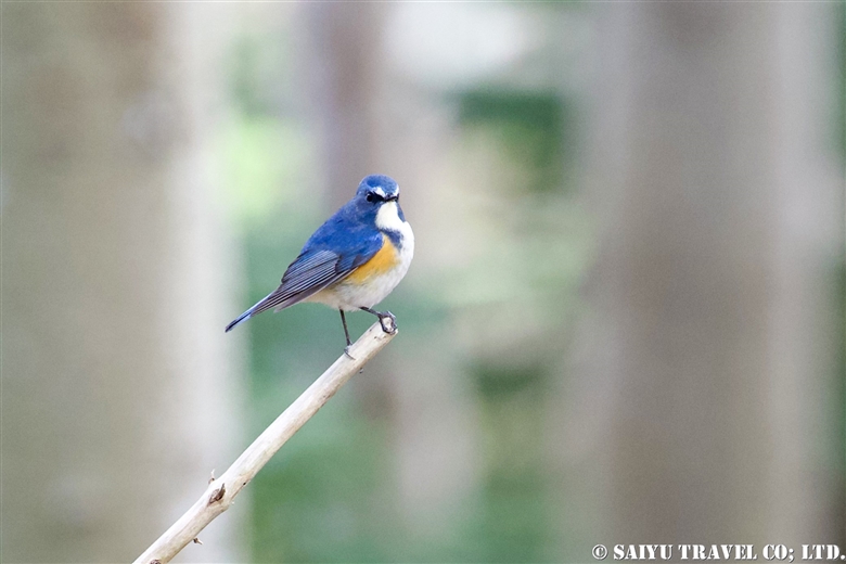 Teuri Island Naturelive - Wildlife of Japan｜Saiyu Travel