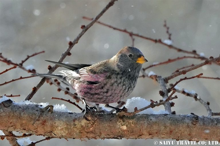 Asian Rosy Finch - Wildlife of Japan｜Saiyu Travel