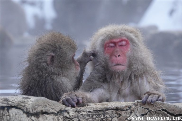 Snow Monkeys - Japanese Macaques of Jigokudani Saiyu Travel