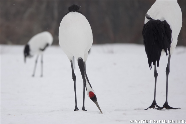 Bird of Japan - Wildlife of Japan｜Saiyu Travel