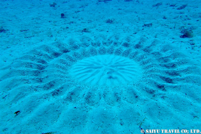 Whale Swimming - Wildlife of Japan｜Saiyu Travel